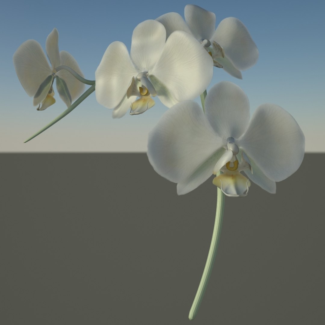 3d Model Of Orchid Flower