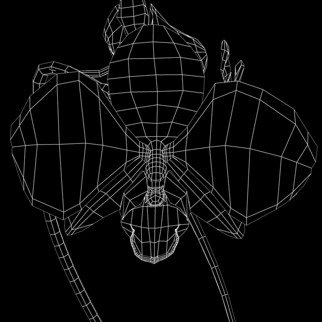 3d Model Of Orchid Flower