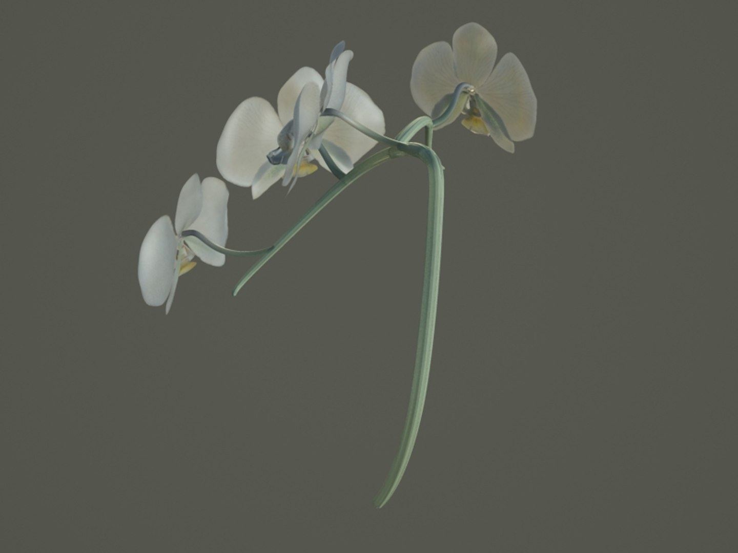 3d Model Of Orchid Flower