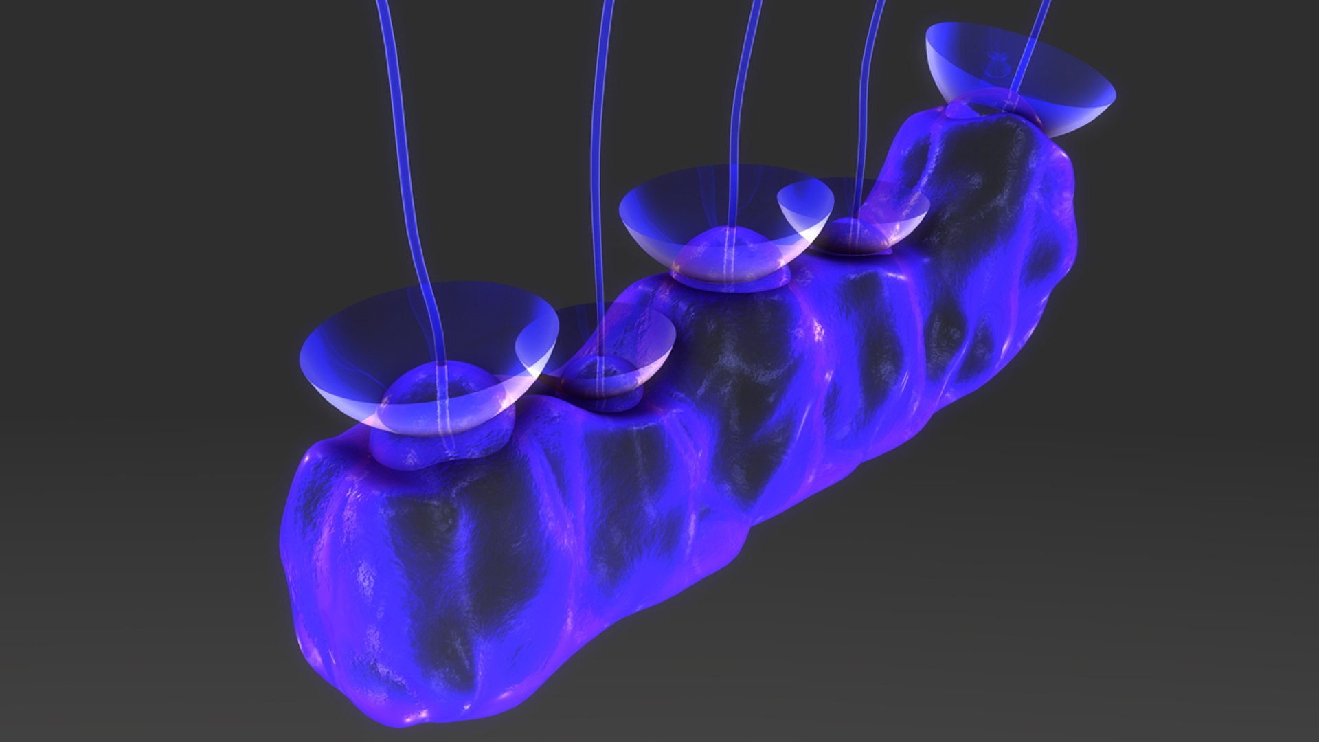 Obj Proterospongia Colonies Choanoflagellate