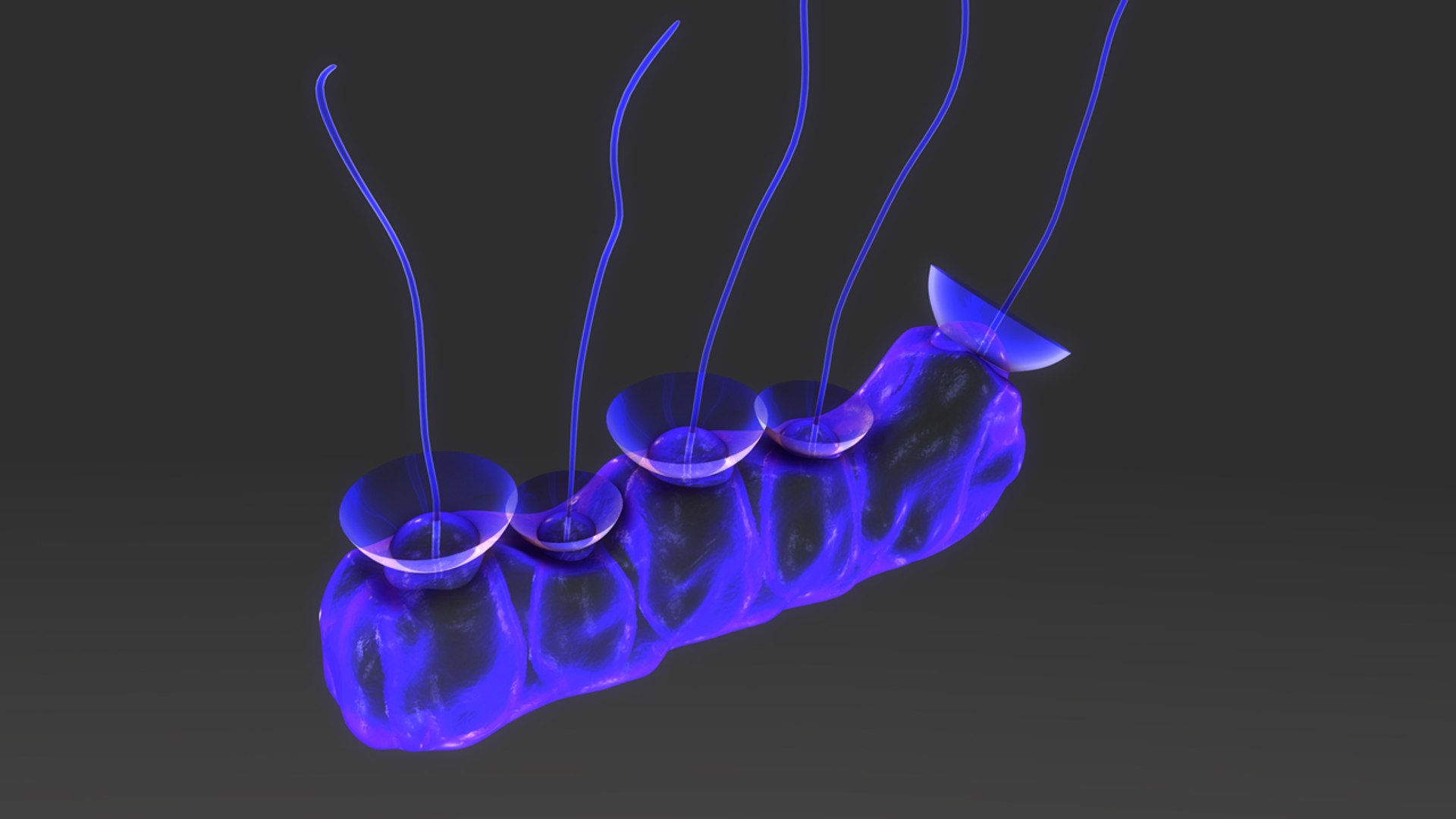 Obj Proterospongia Colonies Choanoflagellate
