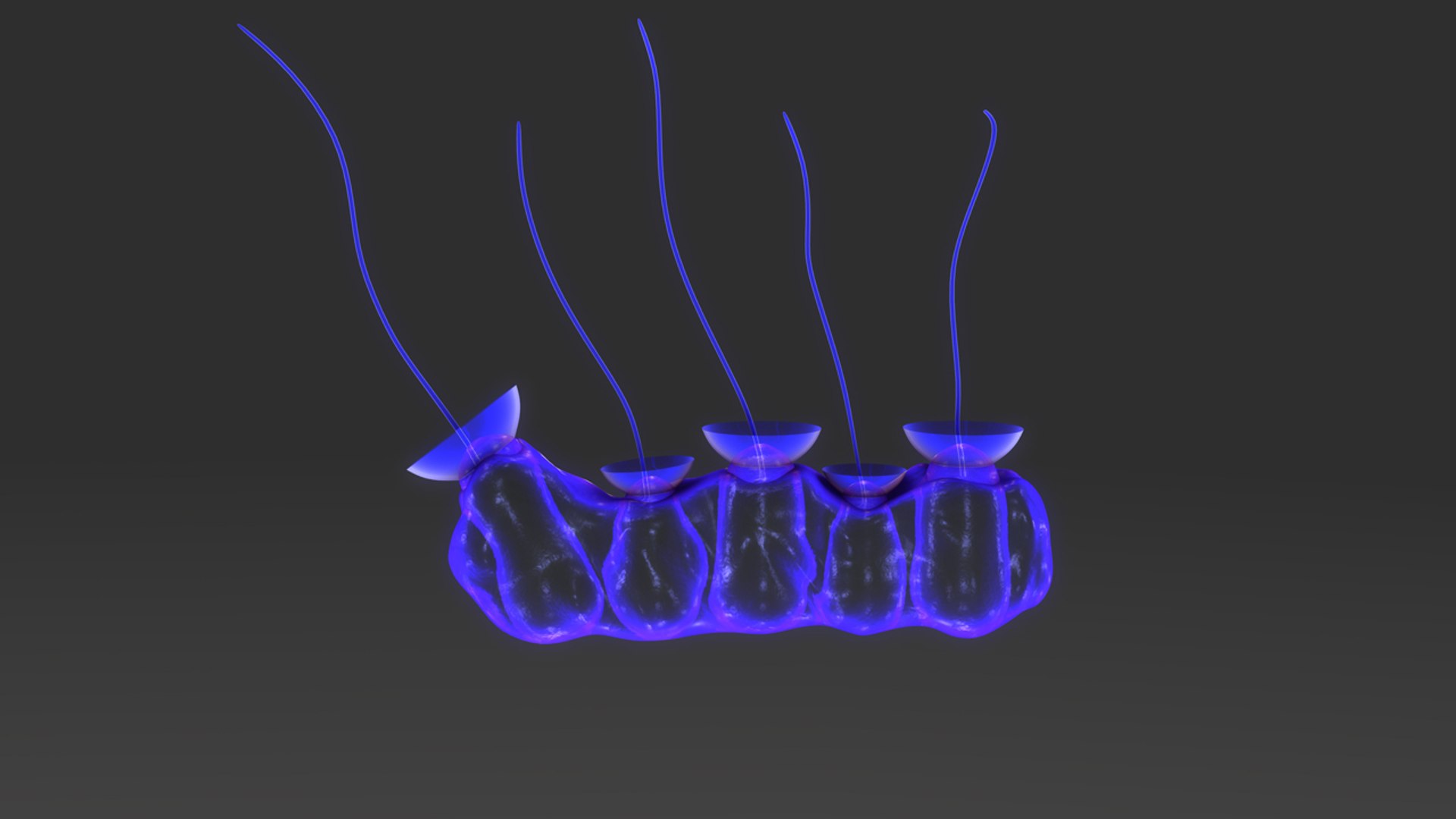 Obj Proterospongia Colonies Choanoflagellate