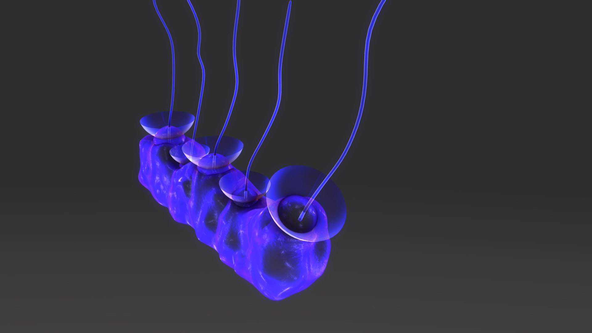 Obj Proterospongia Colonies Choanoflagellate