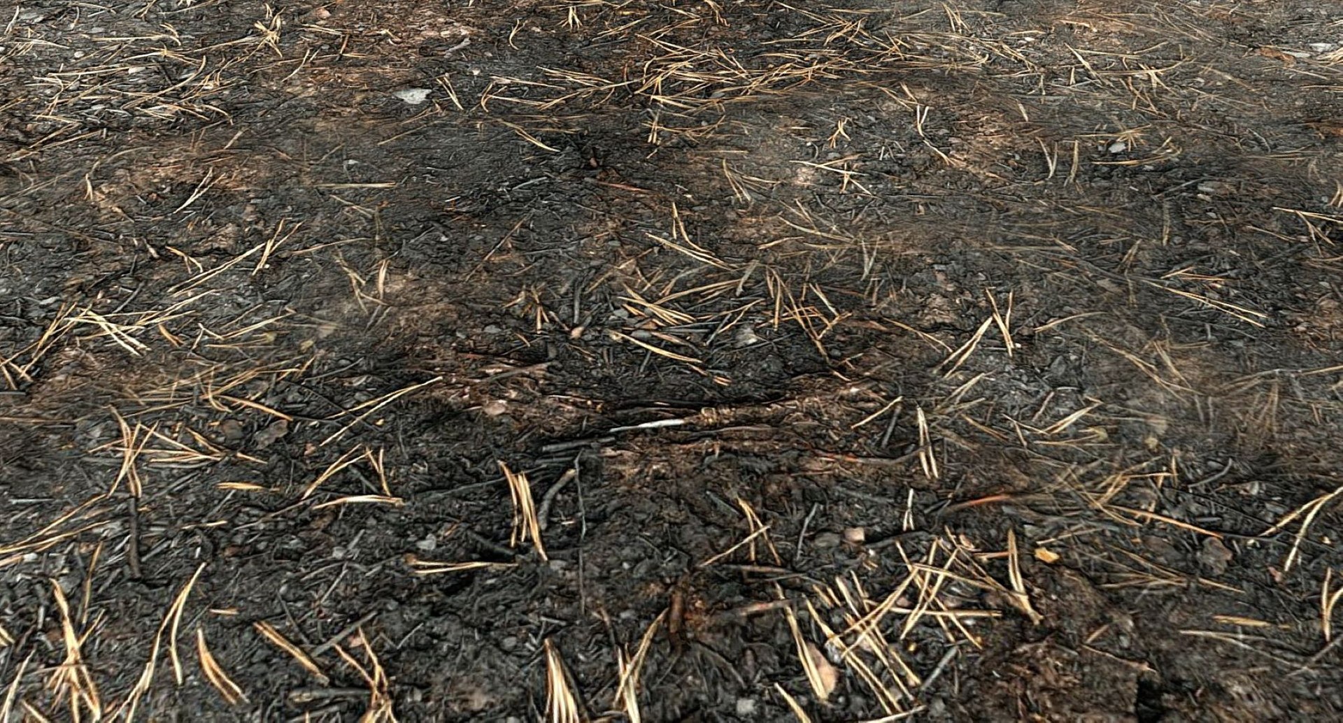 3D Model Terrain - Burn Ground - PBR - Seamless - TurboSquid 1851410