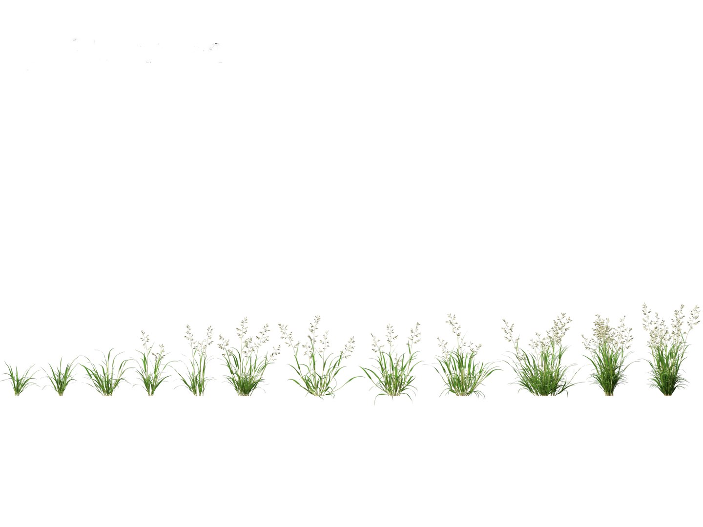 3D Eragrostis Cilianensis - Stink Grass Model - TurboSquid 2126629