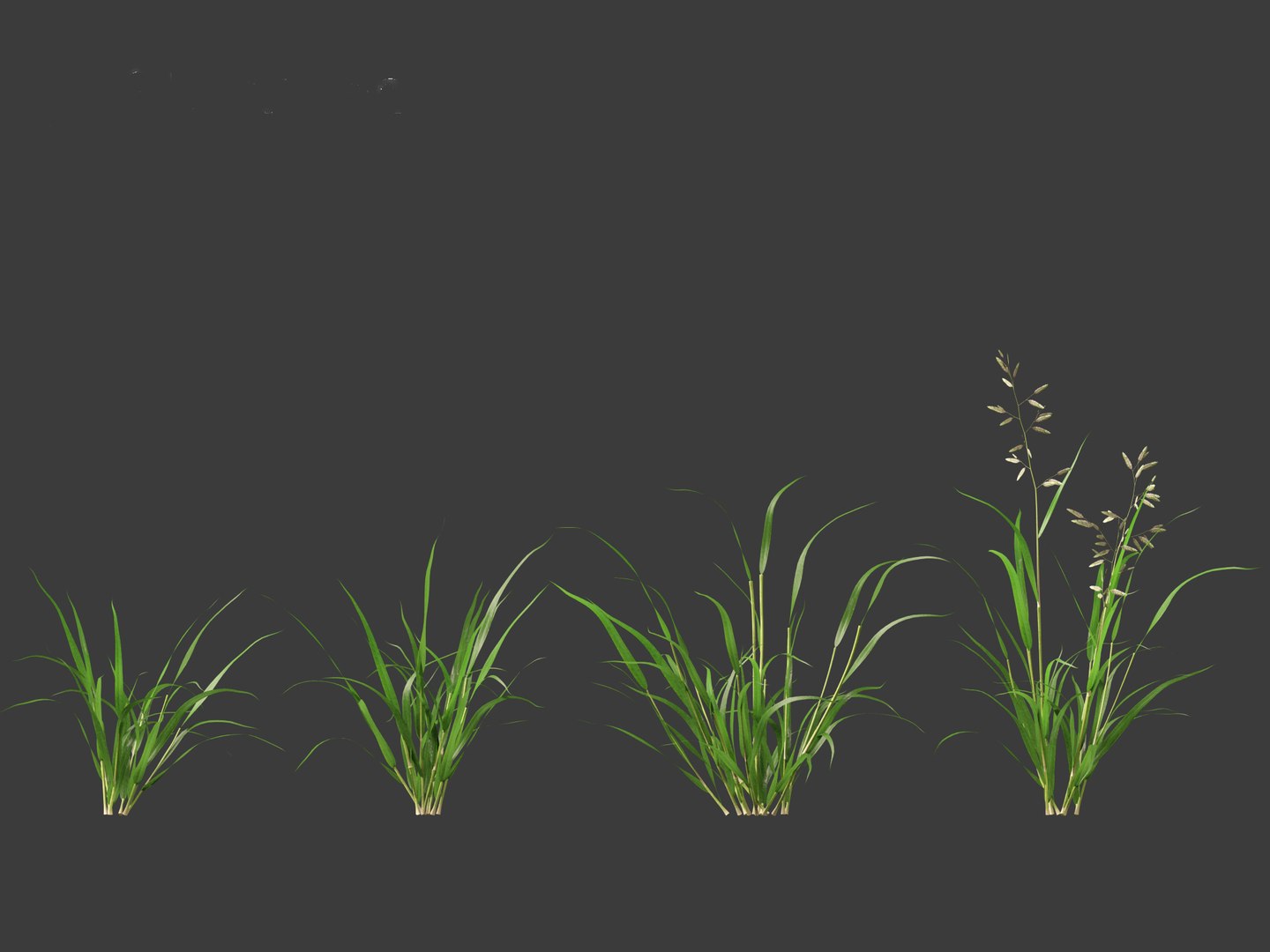 3D Eragrostis Cilianensis - Stink Grass Model - TurboSquid 2126629