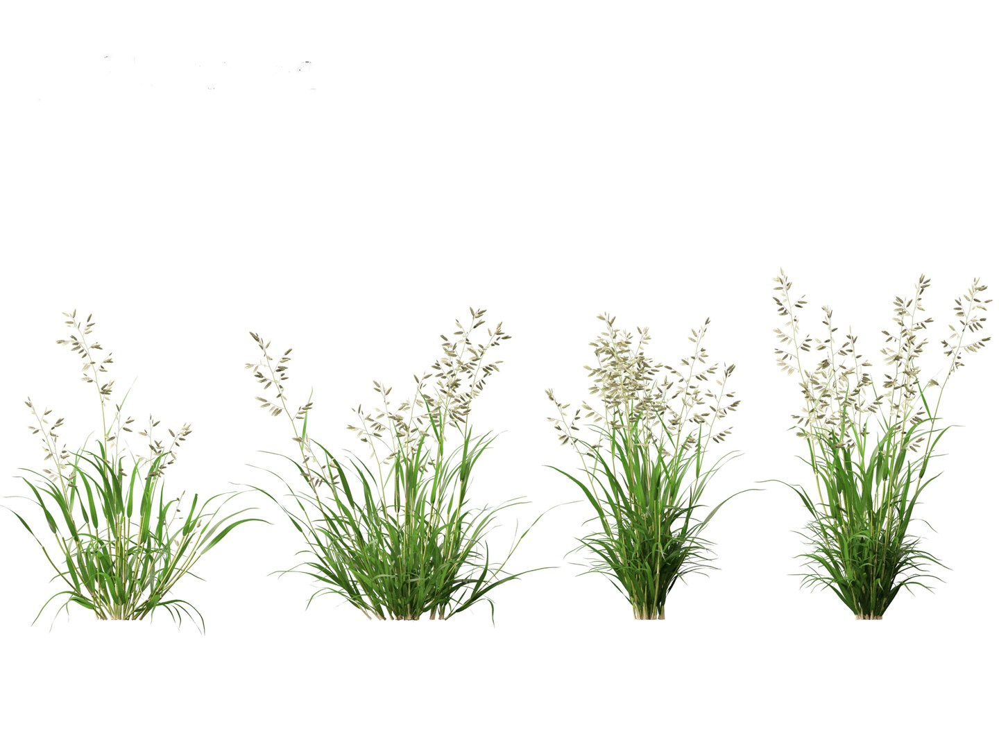 3D Eragrostis Cilianensis - Stink Grass Model - TurboSquid 2126629