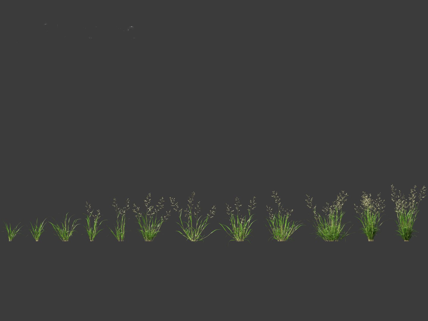 3D Eragrostis Cilianensis - Stink Grass Model - TurboSquid 2126629