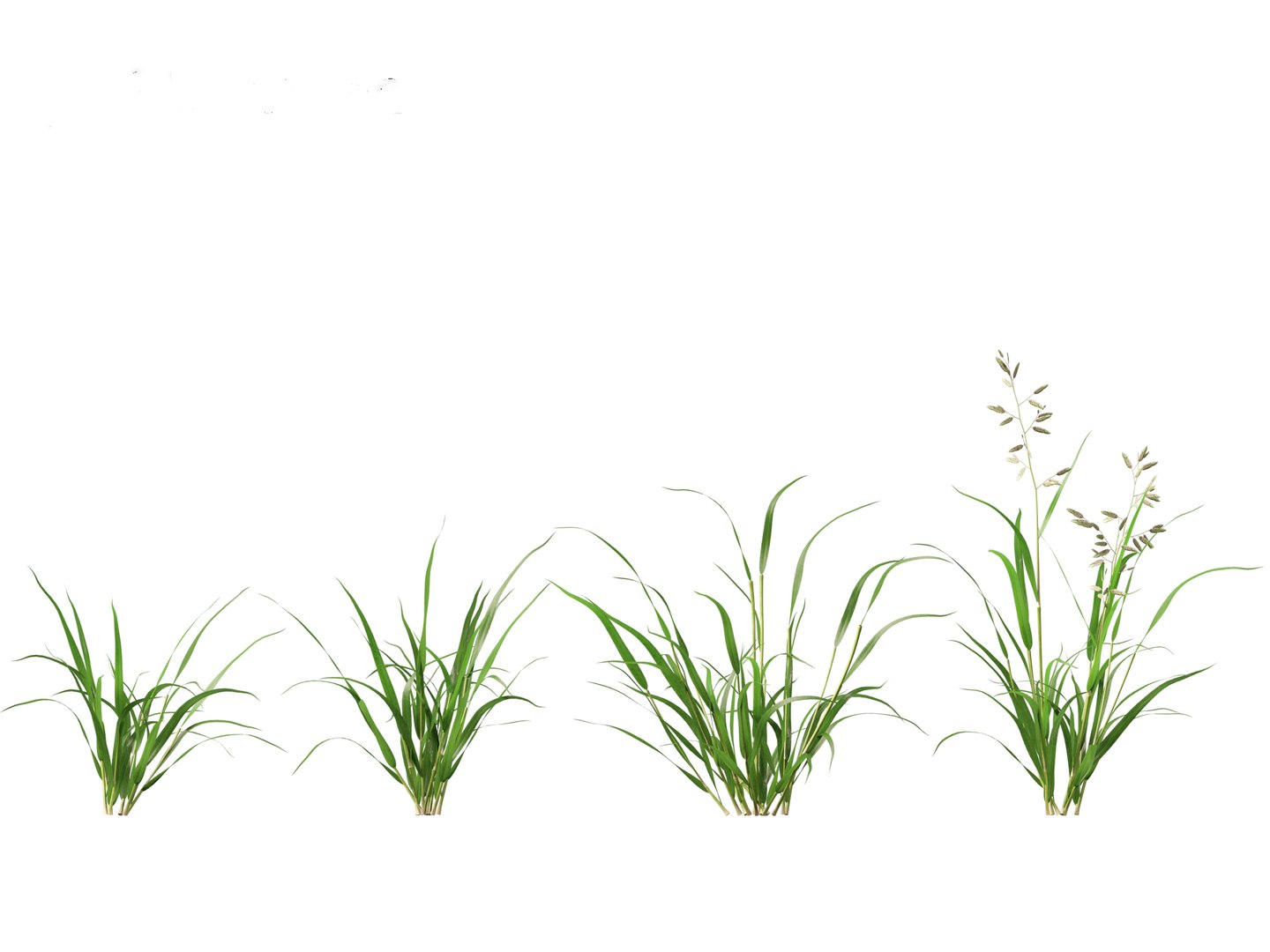 3D Eragrostis Cilianensis - Stink Grass Model - TurboSquid 2126629