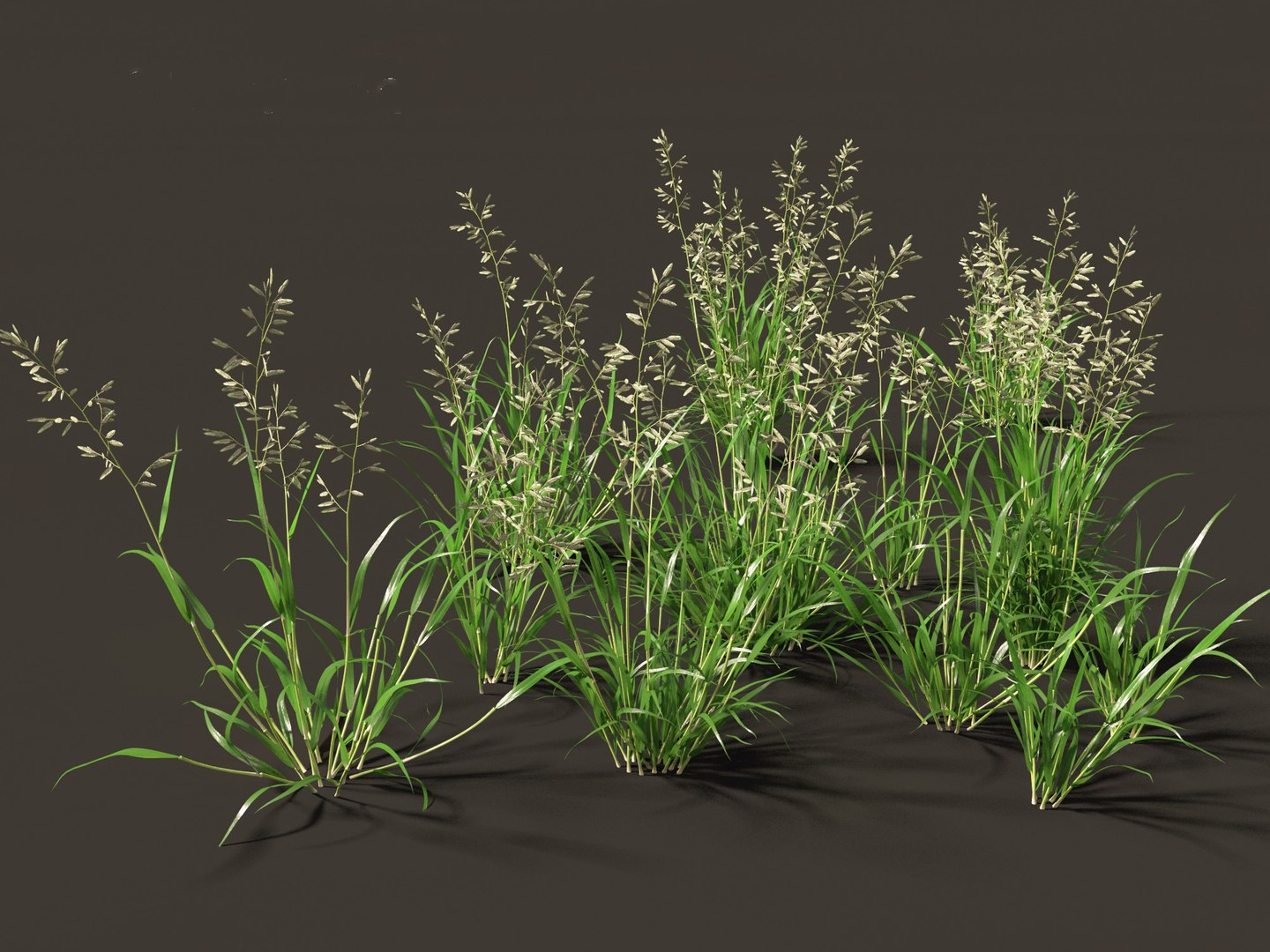 3D Eragrostis Cilianensis - Stink Grass Model - TurboSquid 2126629
