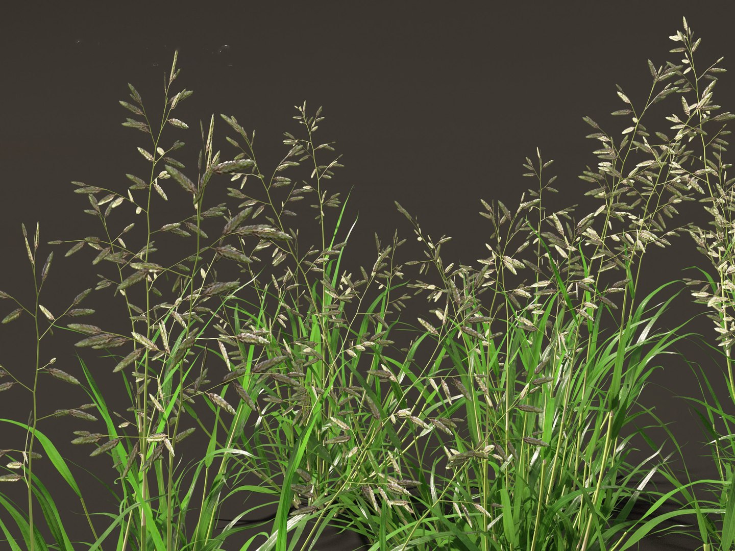 3D Eragrostis Cilianensis - Stink Grass Model - TurboSquid 2126629