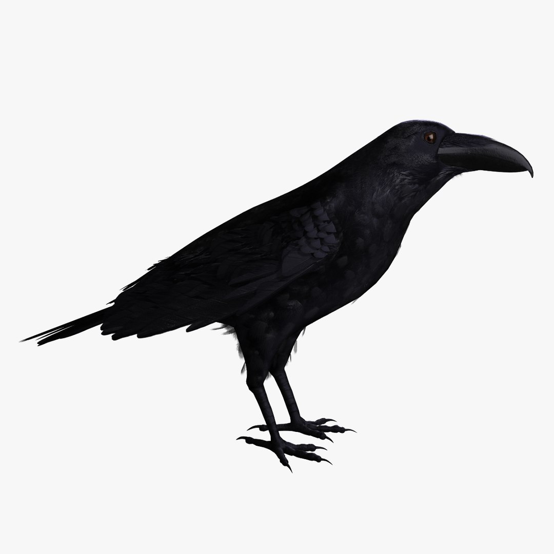 Corvus Corax Common Raven 3d Model