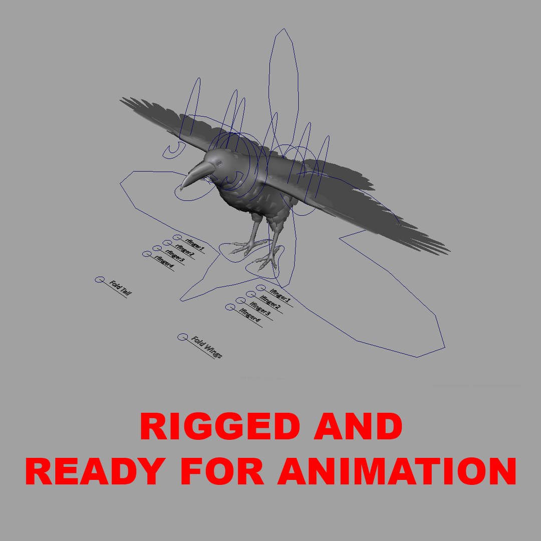 Corvus Corax Common Raven 3d Model