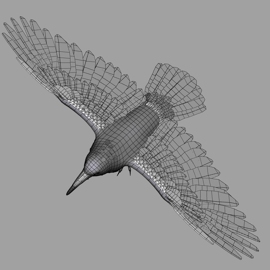 corvus corax common raven 3d model