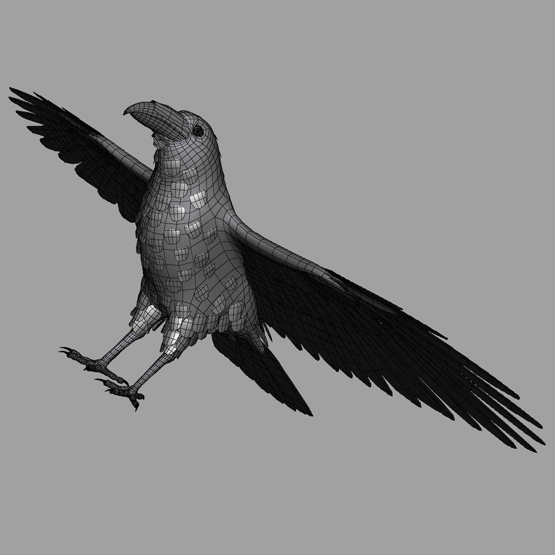 Corvus Corax Common Raven 3d Model