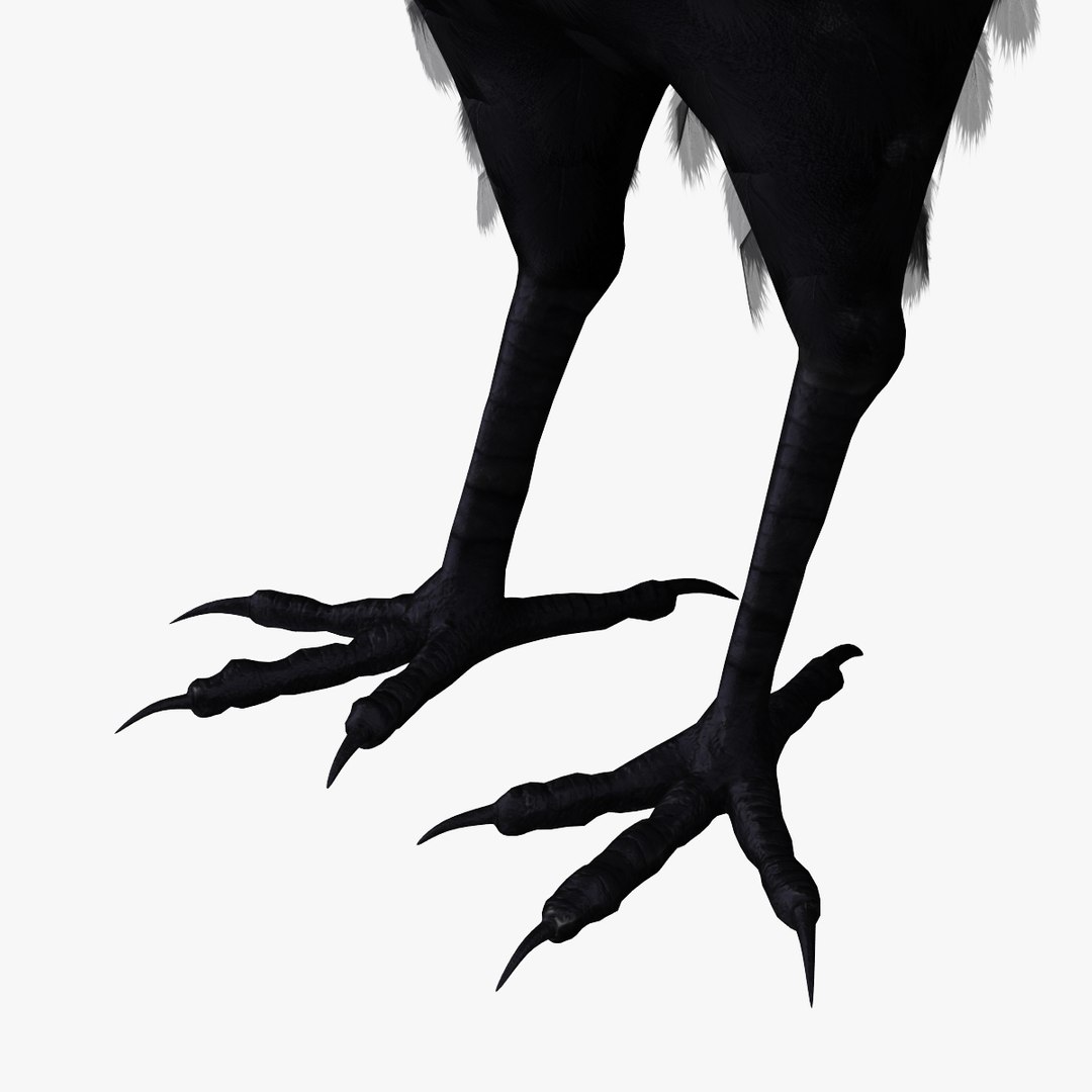 Corvus Corax Common Raven 3d Model