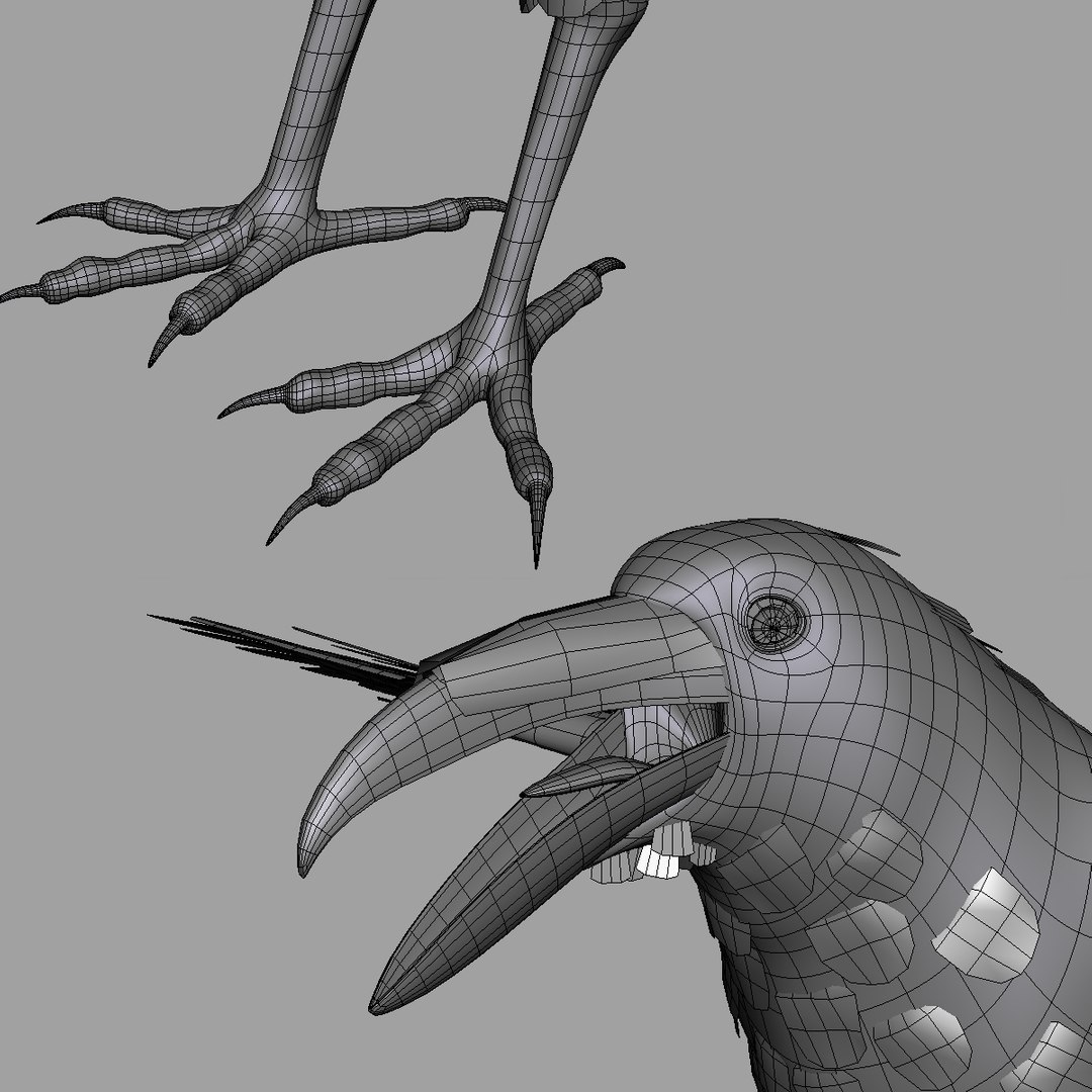 Corvus Corax Common Raven 3d Model