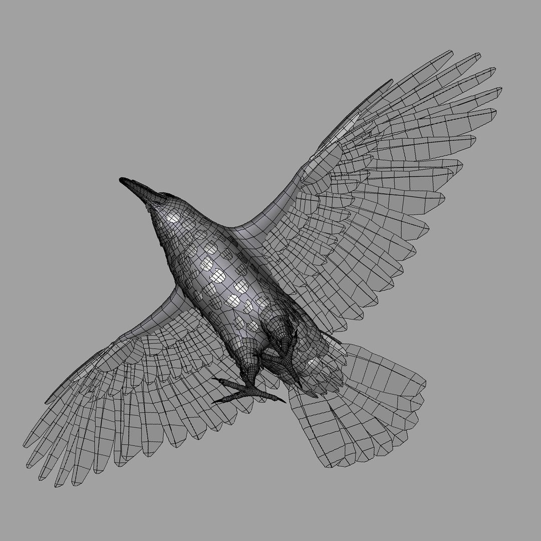 Corvus Corax Common Raven 3d Model