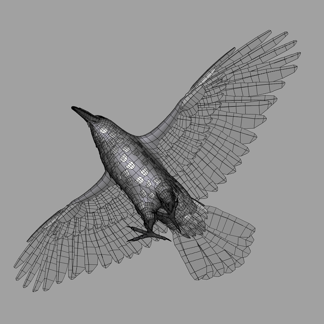 corvus corax common raven 3d model