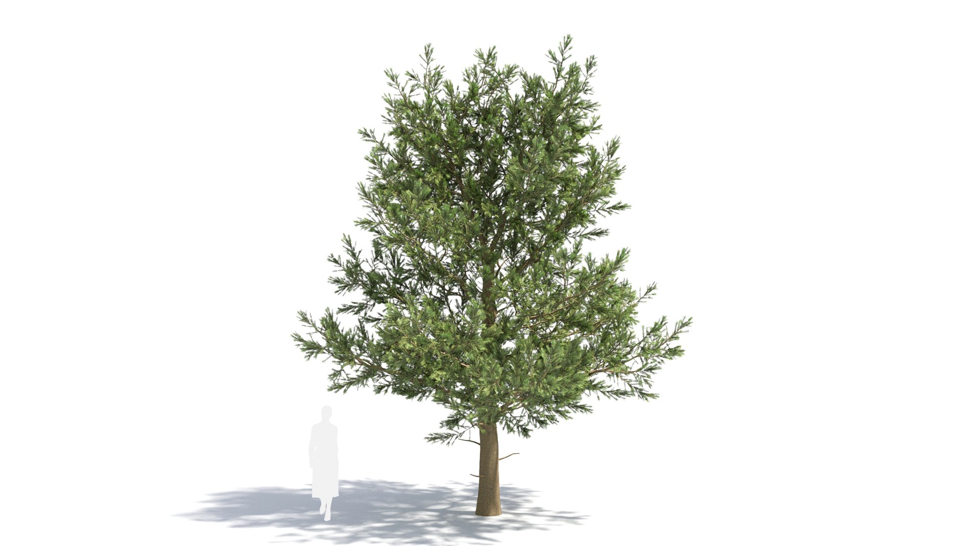 Picea Tree 3D Model - TurboSquid 2057841