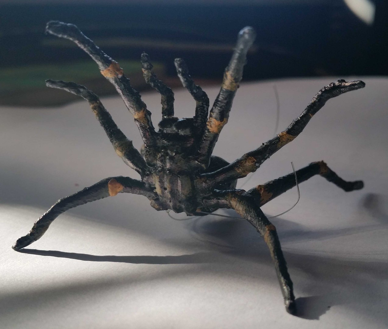 Rearing Spider 3D Model - TurboSquid 1193097