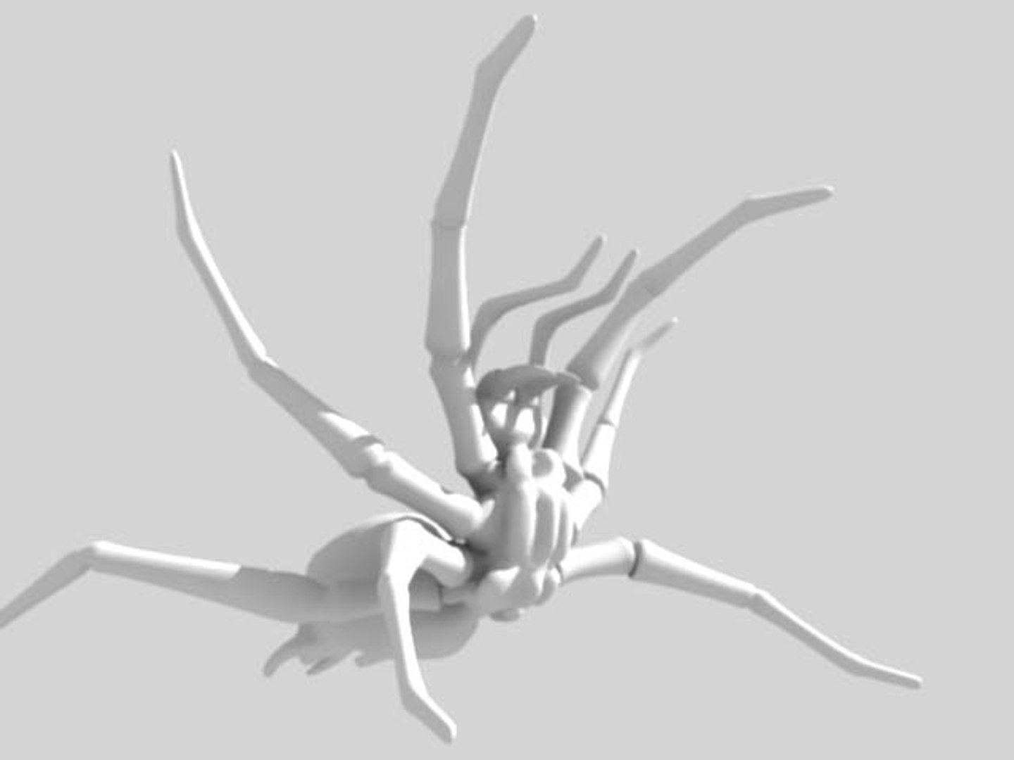 Rearing Spider 3D Model - TurboSquid 1193097