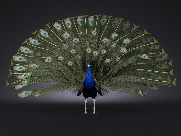 Peacock 3D Models for Download | TurboSquid