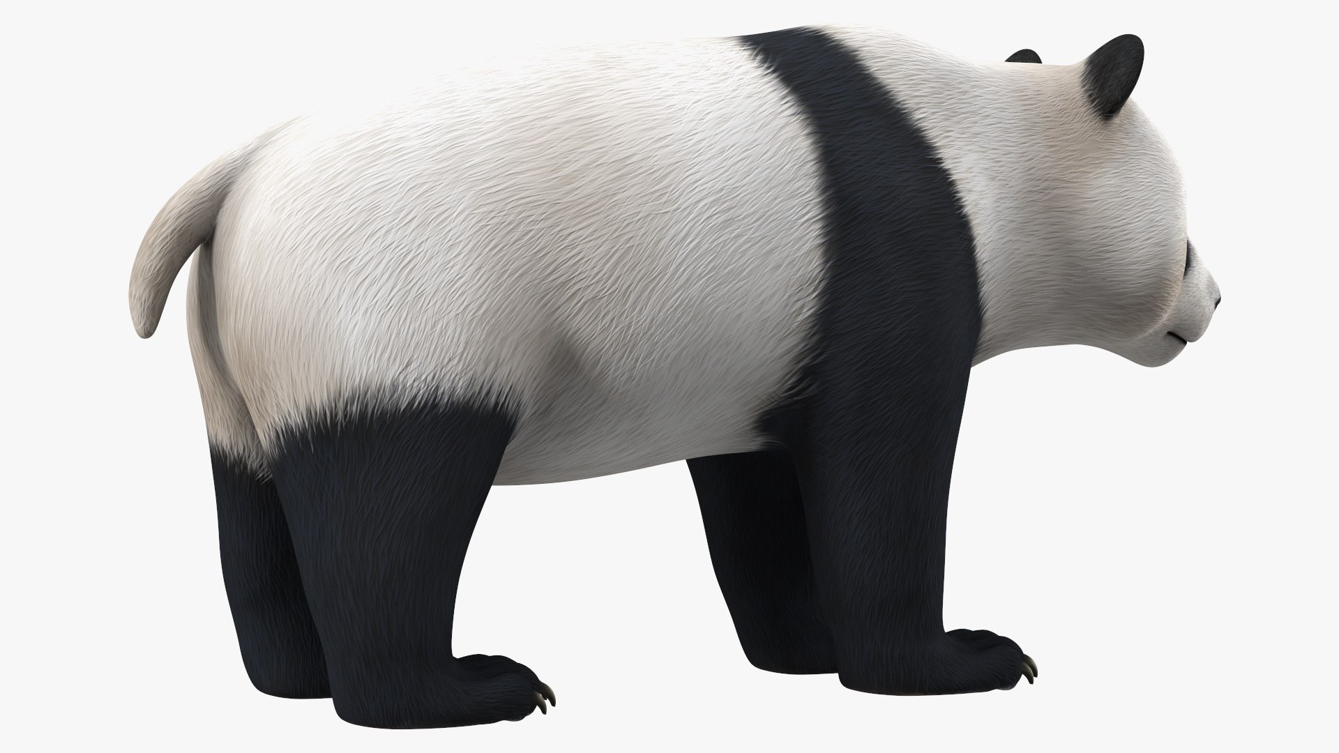 Giant Panda Rigged For Modo 3D Model - TurboSquid 1852724