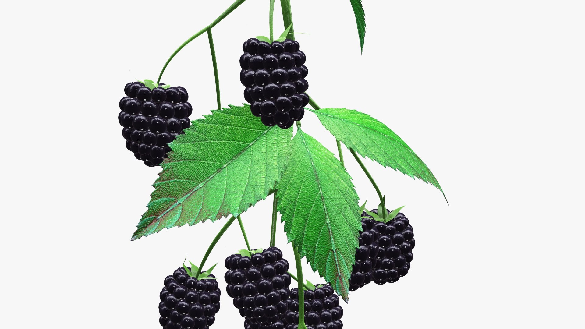 3D Model Black Branch - TurboSquid 1658185