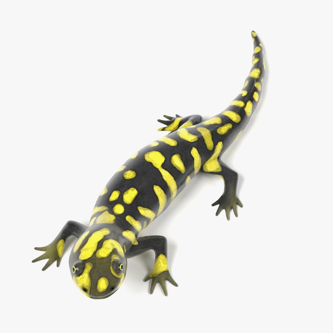 3d tiger salamander model