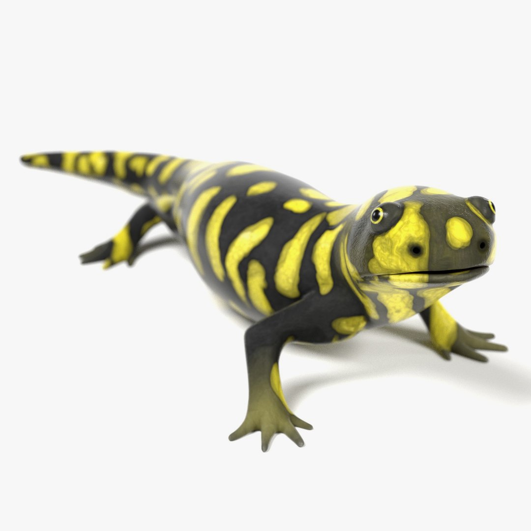 3d tiger salamander model