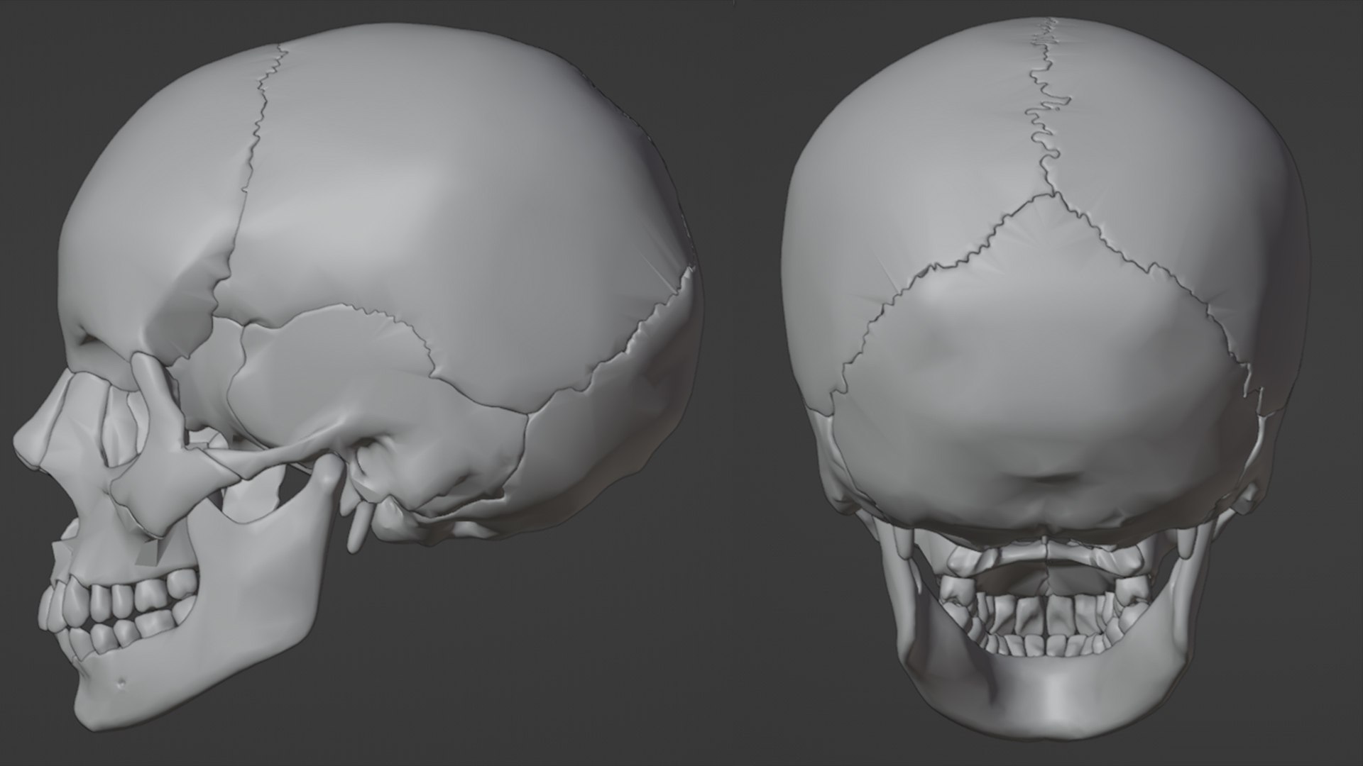 3D 3D Model Of Skull Bones Model - TurboSquid 2077746