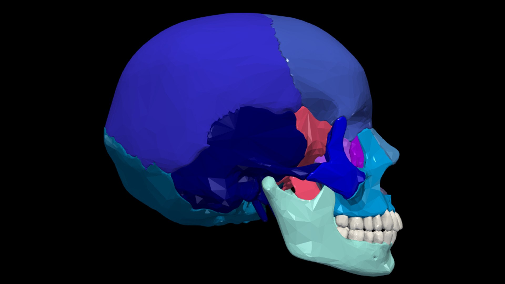 3D 3D Model Of Skull Bones Model - TurboSquid 2077746
