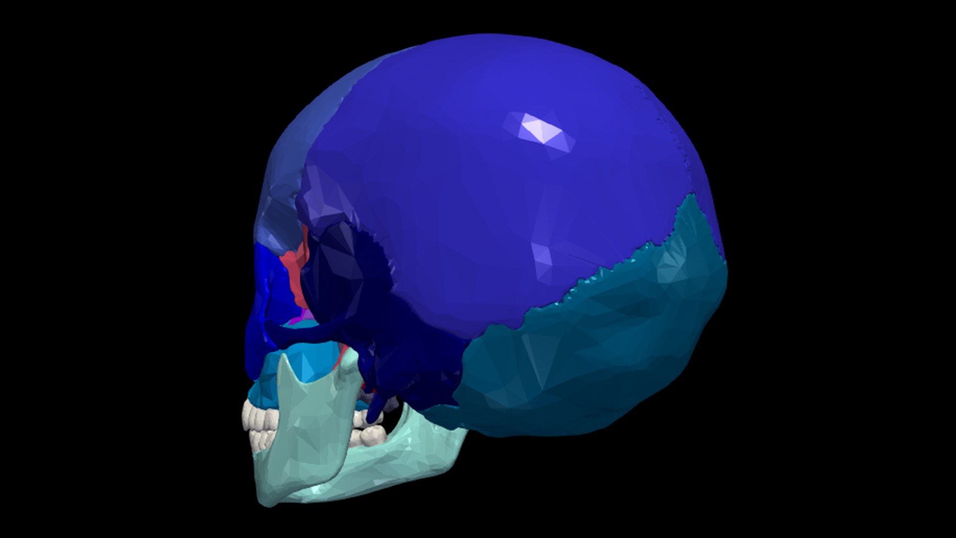 3D 3D Model Of Skull Bones Model - TurboSquid 2077746