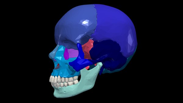 modelo 3d 3D Model of Skull Bones - TurboSquid 2077746