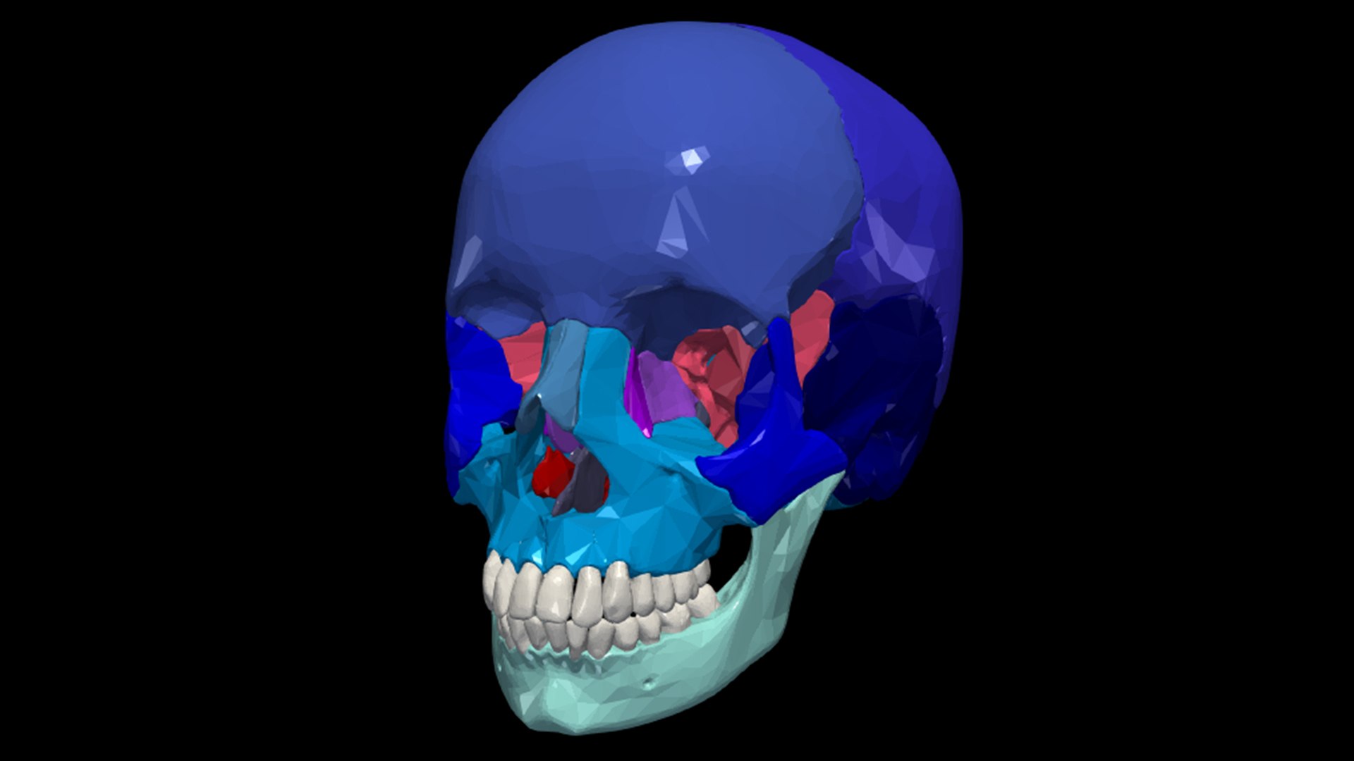 3D 3D Model Of Skull Bones Model - TurboSquid 2077746