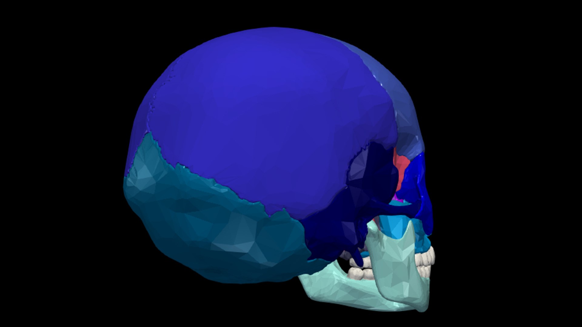 3D 3D Model Of Skull Bones Model - TurboSquid 2077746