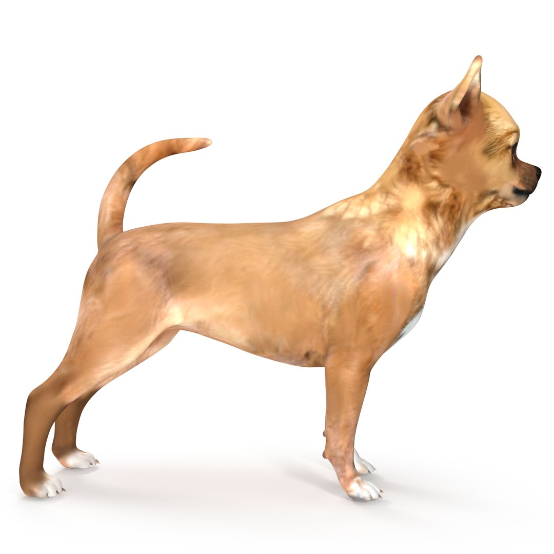 3D Chihuahua Rigged For Maya - TurboSquid 1882972