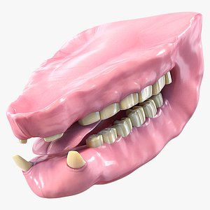 3D realistic cat mouth model - TurboSquid 1437282