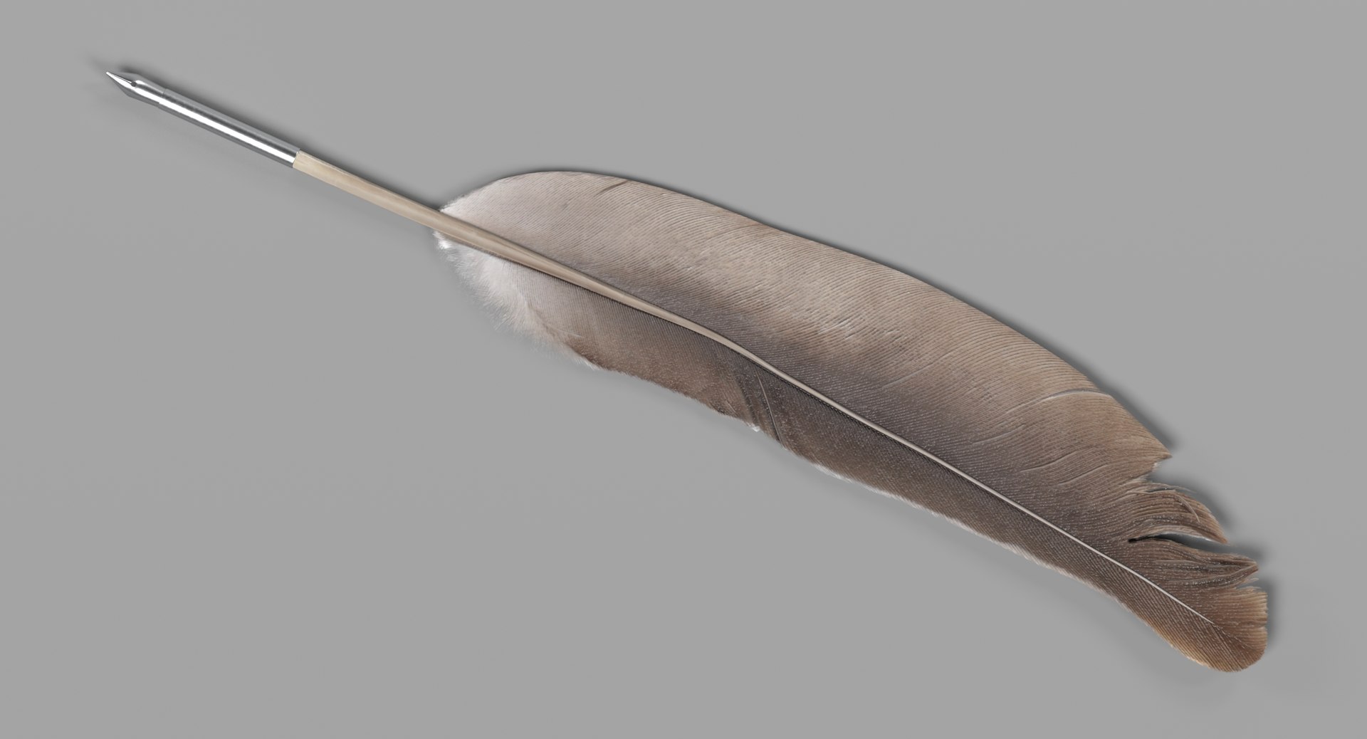 3D Quill - TurboSquid 1176364