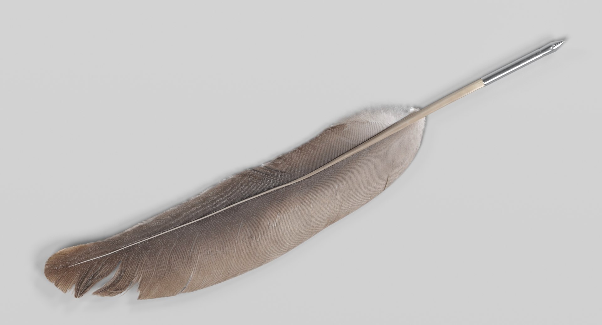 3D Quill - TurboSquid 1176364