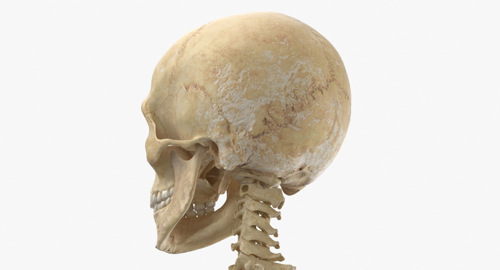 Real human spine bones 3D model - TurboSquid 1640318