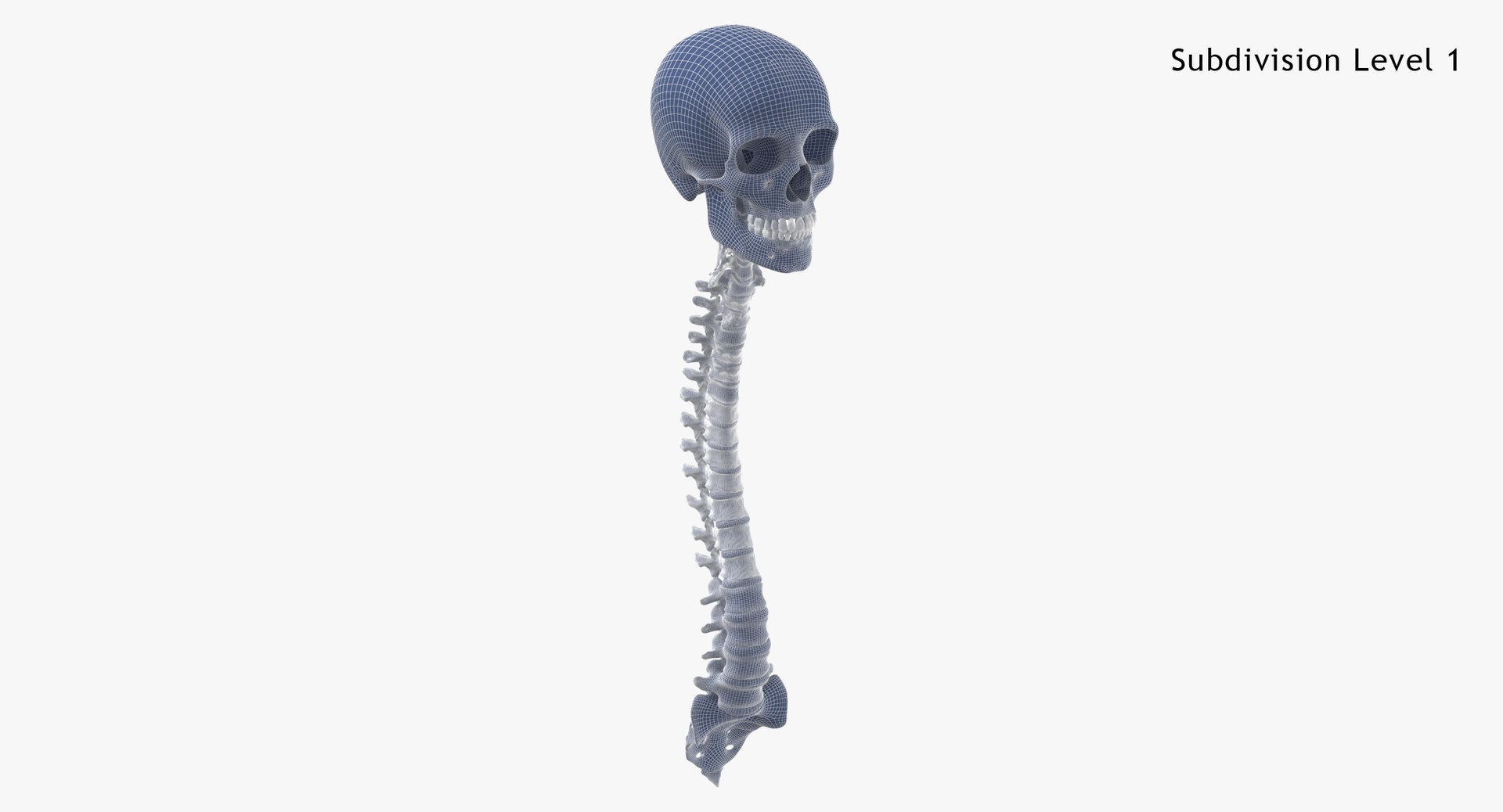 Real human spine bones 3D model - TurboSquid 1640318