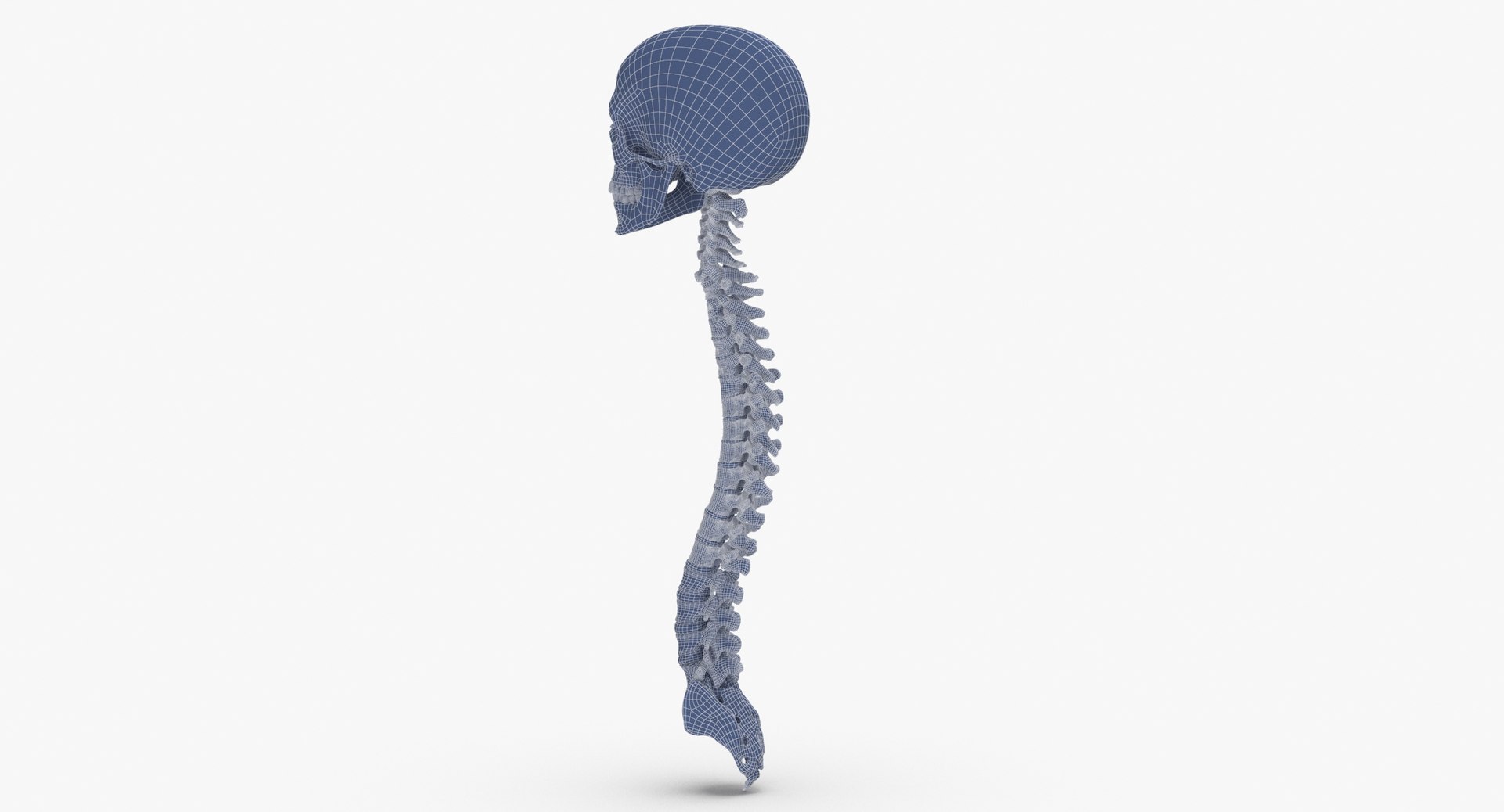 Real human spine bones 3D model - TurboSquid 1640318
