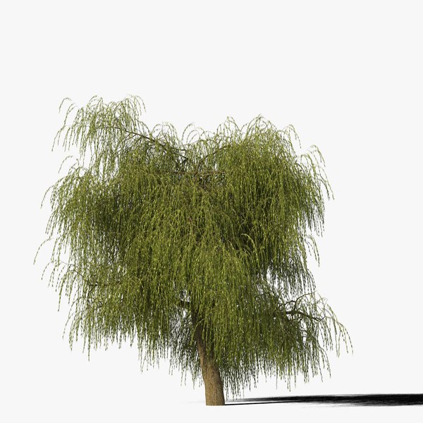 max willow tree