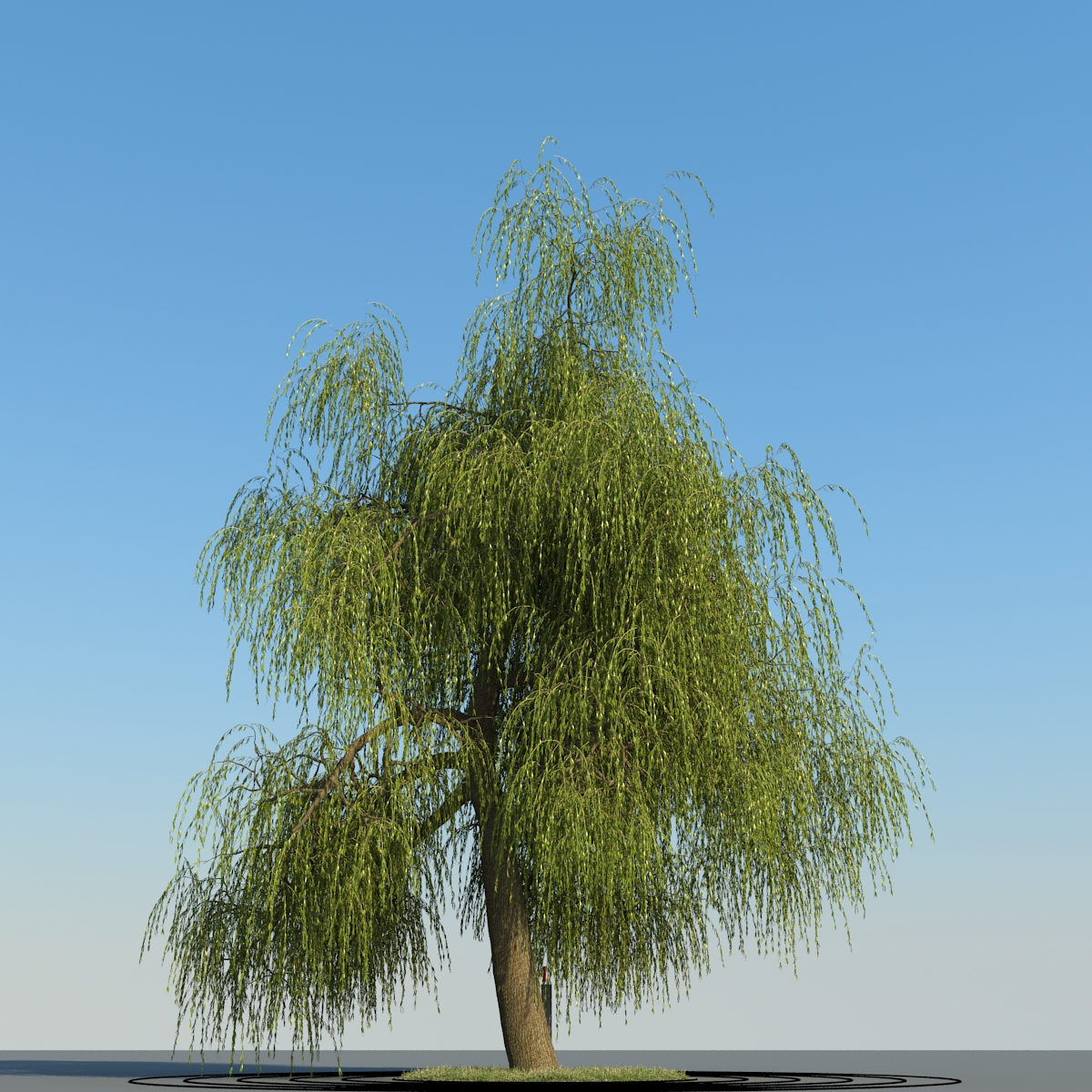 max willow tree