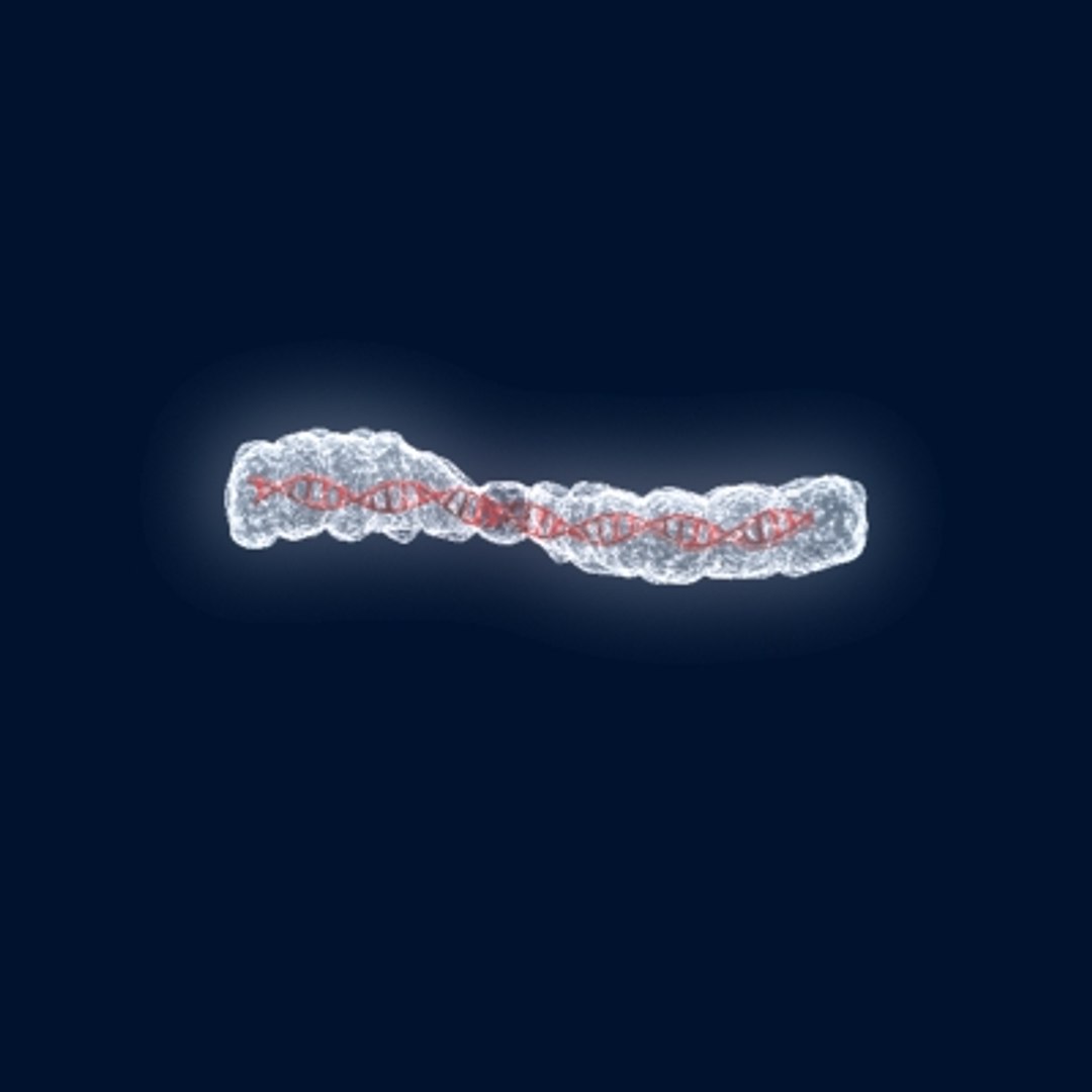 3d model chromosome