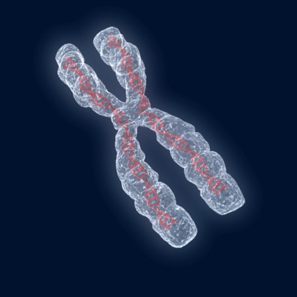 modelo 3d Cromosoma - TurboSquid 284656
