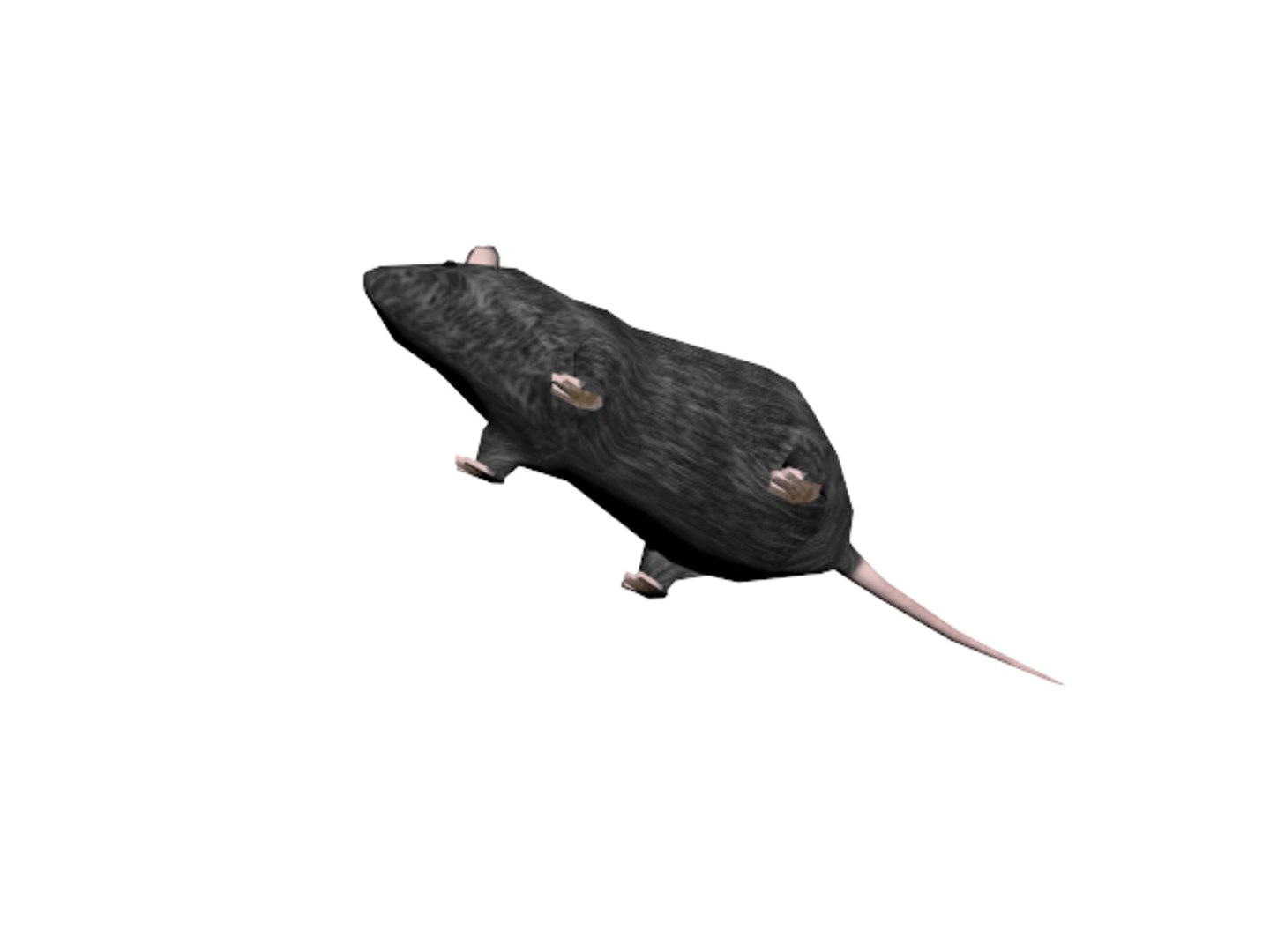 Rat 3d Model