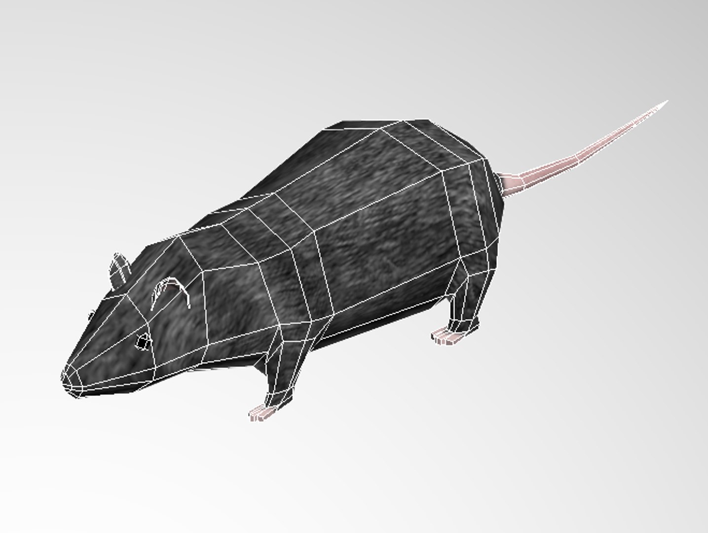Rat 3d Model